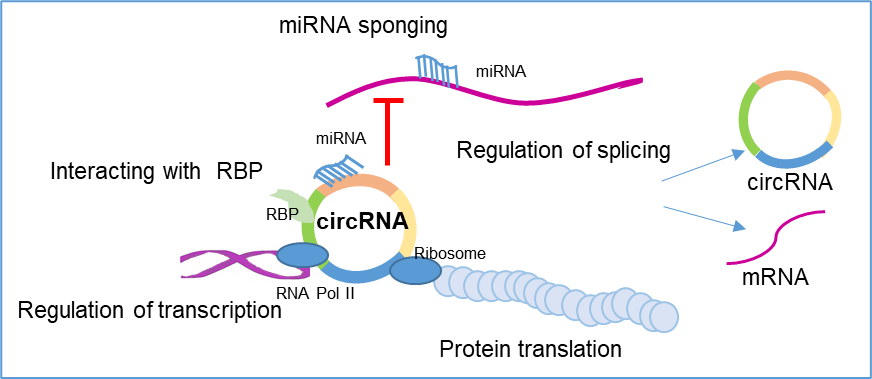 Expanding roles of circRNA in cancer | TheraIndx